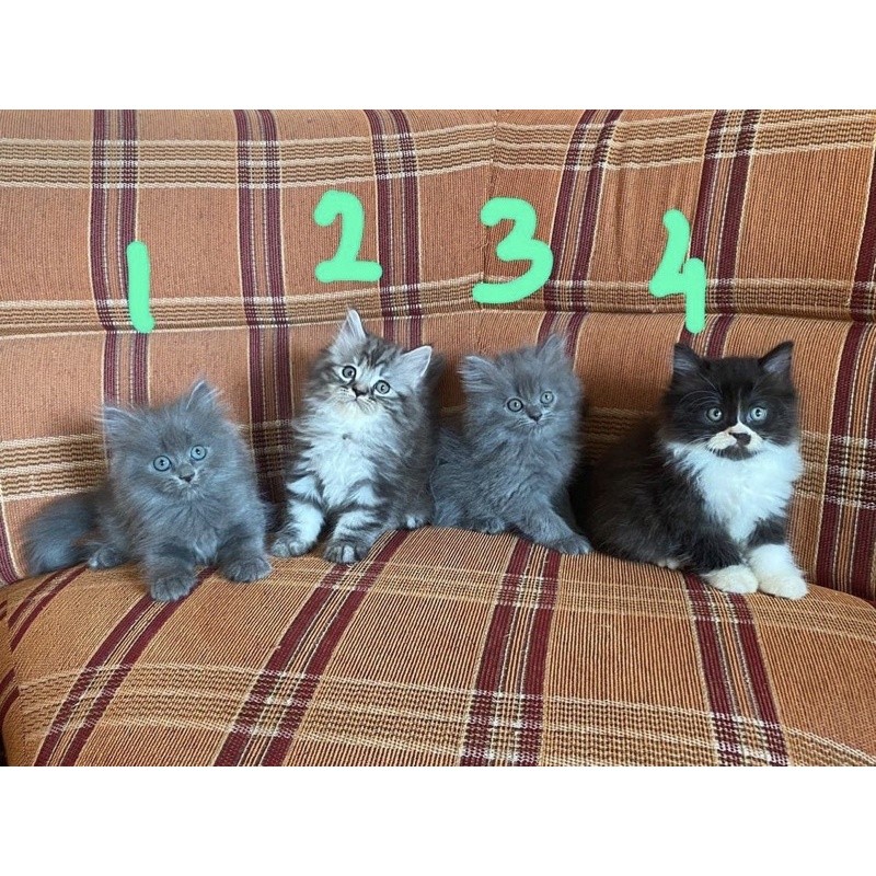 Jual kucing persia kitten mainchoon ragdoll peaknose bengal munckhin ...