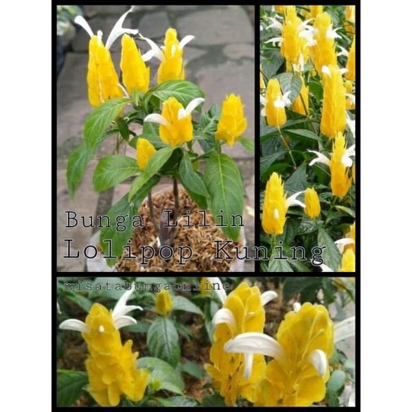 Jual tanaman hias bunga lilin kuning/lolipop madu/Pachystachys lutea ...