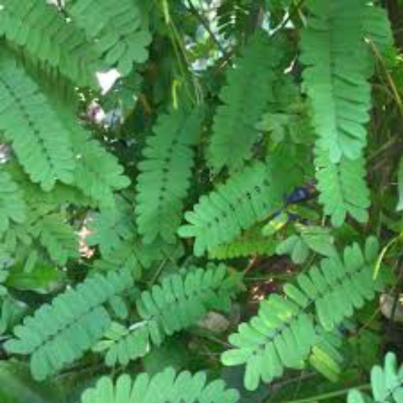 Jual Obat Herbal Tradisional Daun Saga Segar 50 gram Obat Sariawan Gusi ...