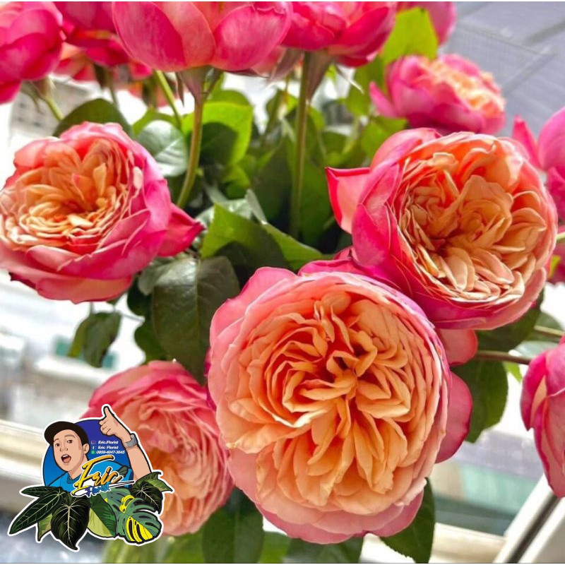 Jual Tanaman Bunga Mawar Import Kordes Jubilee - kondisi tinggi dan ...