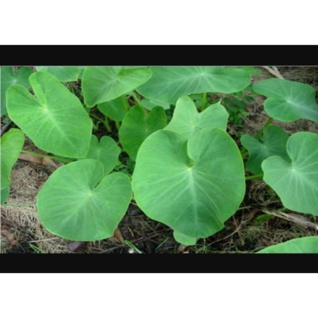 Jual Daun Talas Liar Segar 1 Kg Murah | Shopee Indonesia