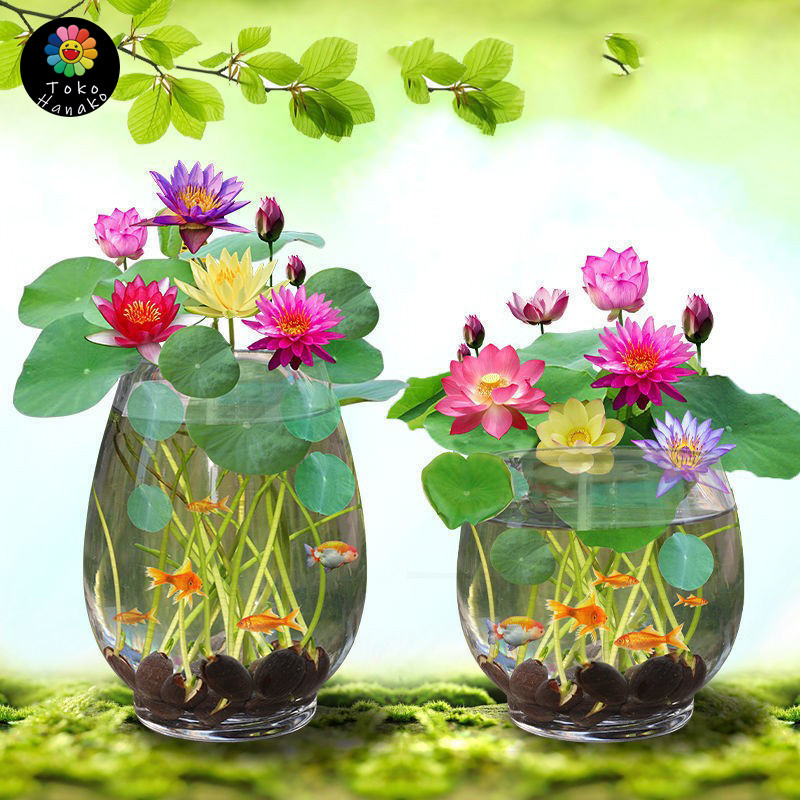 Jual [Free gift]Isi 10 Biji Mix Warna Bibit Benih Biji Bunga Teratai ...