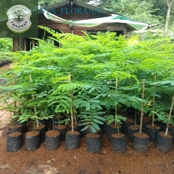 Jual pohon pakis Brazil/ solobium brazil tinggi 50 cm | Shopee Indonesia