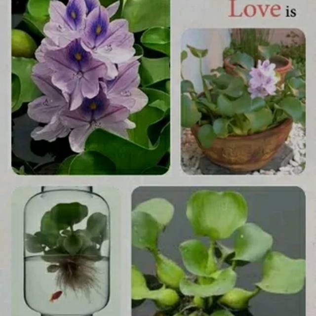 Jual Tanaman hias eceng gondok - eceng gondok bunga ungu | Shopee Indonesia