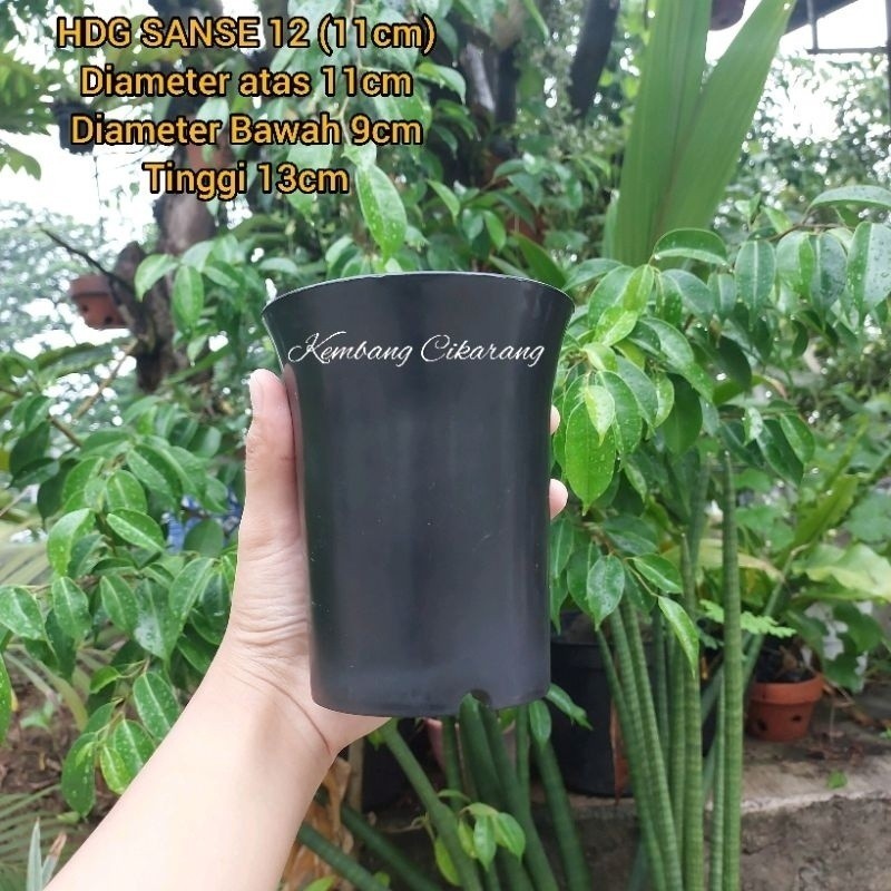 Jual (1pc) HDG SANSE 12 (11cm) pot bunga tanaman kaktus sukulen tinggi ...