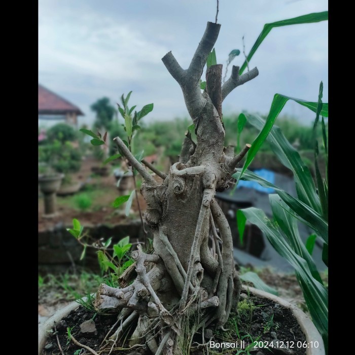 Jual Bonsai Beringin Pot Ukuran Pot 70 cm Foto Asli Real Gratis Dus ...