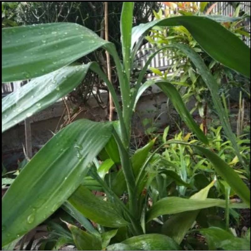 Jual Paket combo 3 pohon Sri rezeki putih-kuning-hijau | Shopee Indonesia