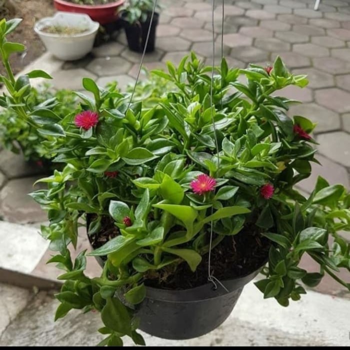 Jual Tanaman Hias Gantung Baby Sun Rose Bunga merah Bunga Taman Hidup ...
