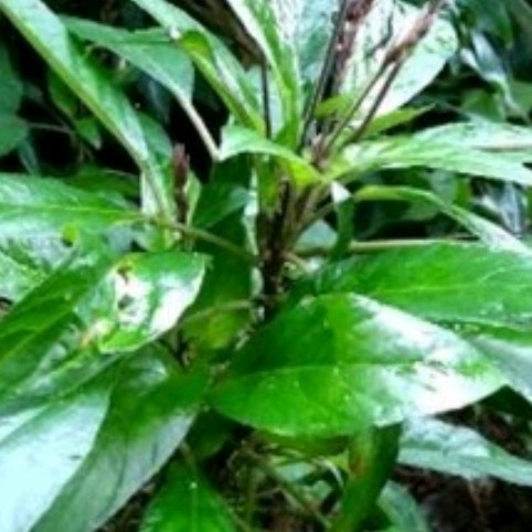 Jual Daun Reundeu 500Gram Lalapan Khas Sunda Jawabarat Lalap Rende ...