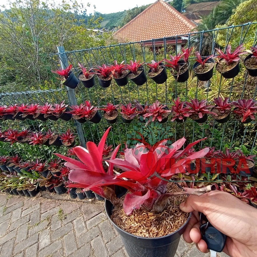 Jual Tanaman Bromelia Lampion - Bromelia Merah - Bromelia Fireball ...