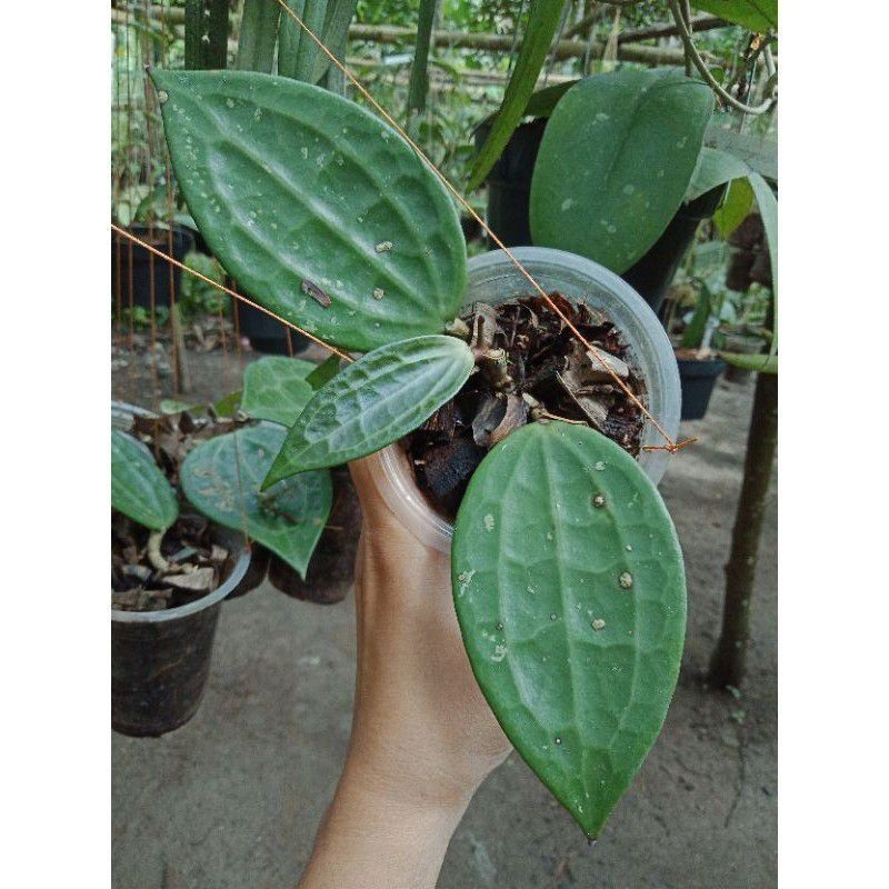 Jual New Promo TANAMN HIAS ANGGREK HOYA macrofylia hijau COD kualitas ...