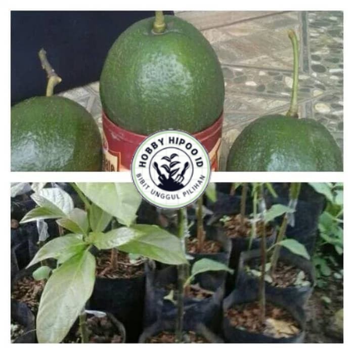 Jual Bibit alpukat hawai super Hobby Hipoo ID | Shopee Indonesia