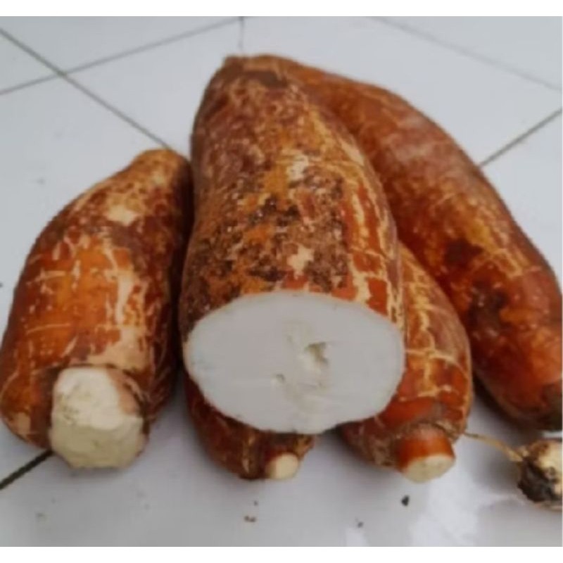Jual Singkong racun singkong kerikil singkong antikanker per 1 kg ...