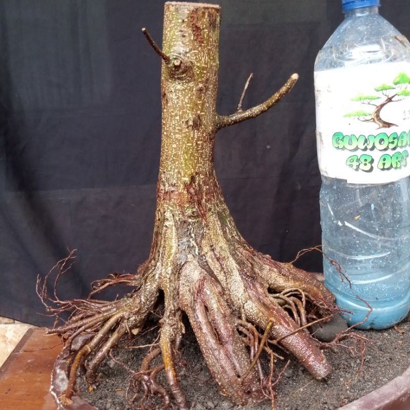 Jual Bahan Bonsai Iprik atau Preh Pucuk Merah Programan Akar Formal ...