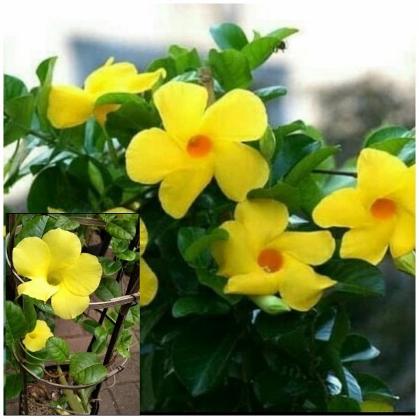 Jual Tanaman Rambat Bunga Mandevilla Atau Alamanda / Pohon Bunga ...