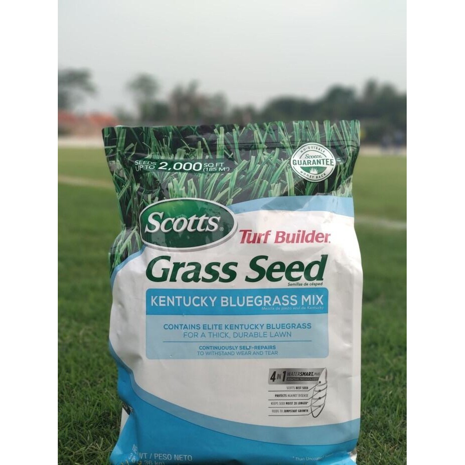 Jual Benih Rumput Embun 200Gram - Benih Rumput Untuk Lapangan - Taman ...