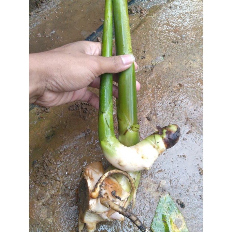 Jual Benih honje hijau | Shopee Indonesia