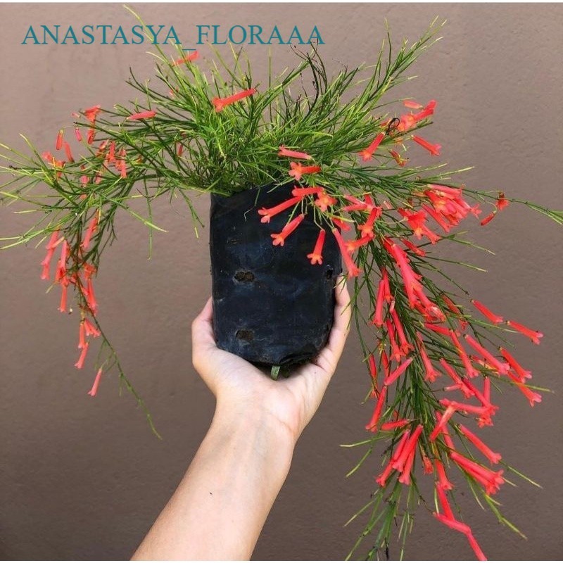Jual bunga ekor merak / air mancur / russelia bunga merah | Shopee ...