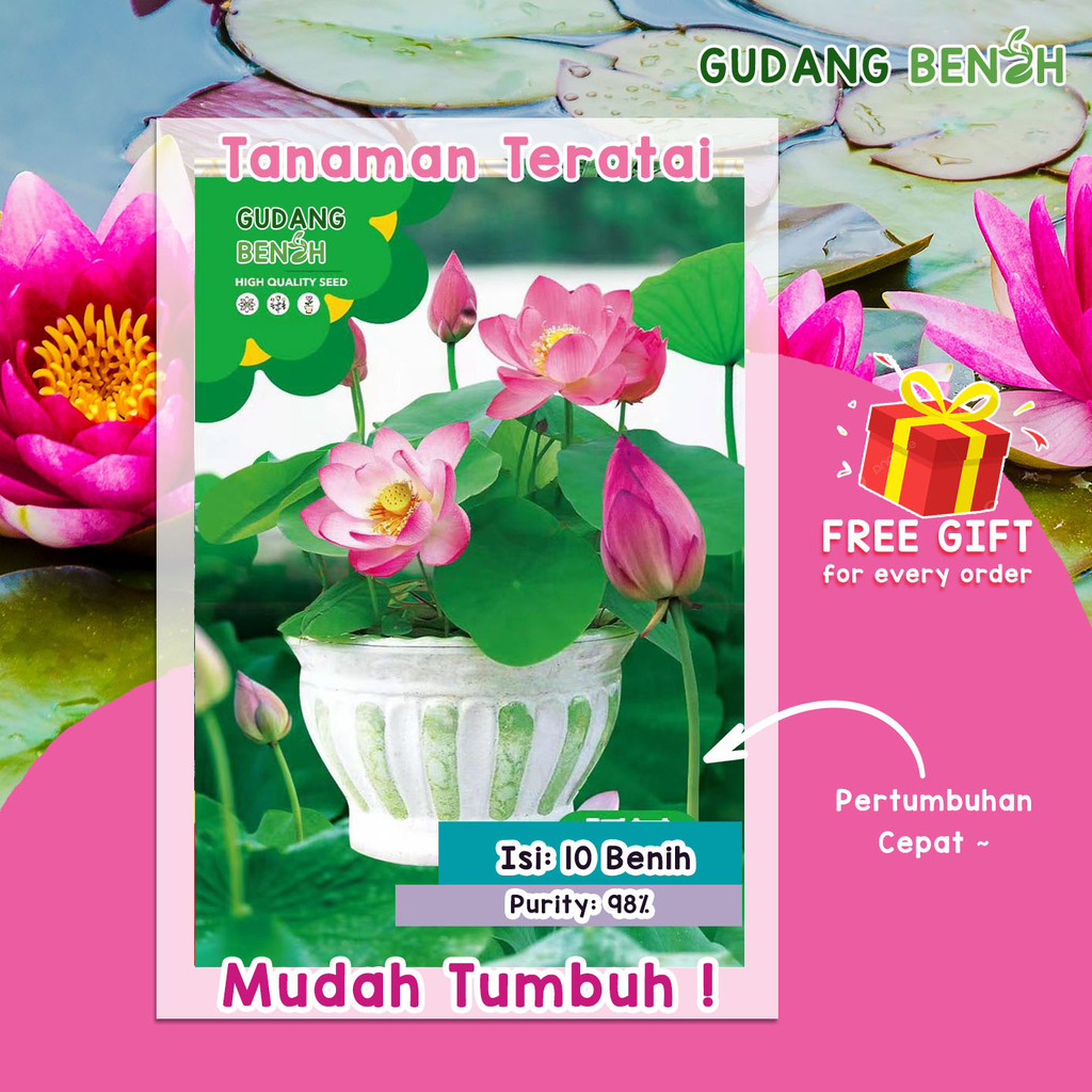 Jual [TERBARU] Benih Tanaman Bunga Teratai Indah Berkualitas Isi 10 ...