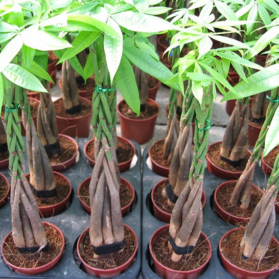 Jual Tanaman Hias Pachira - Money Tree -Tanaman Daun Pacira - Tanaman ...