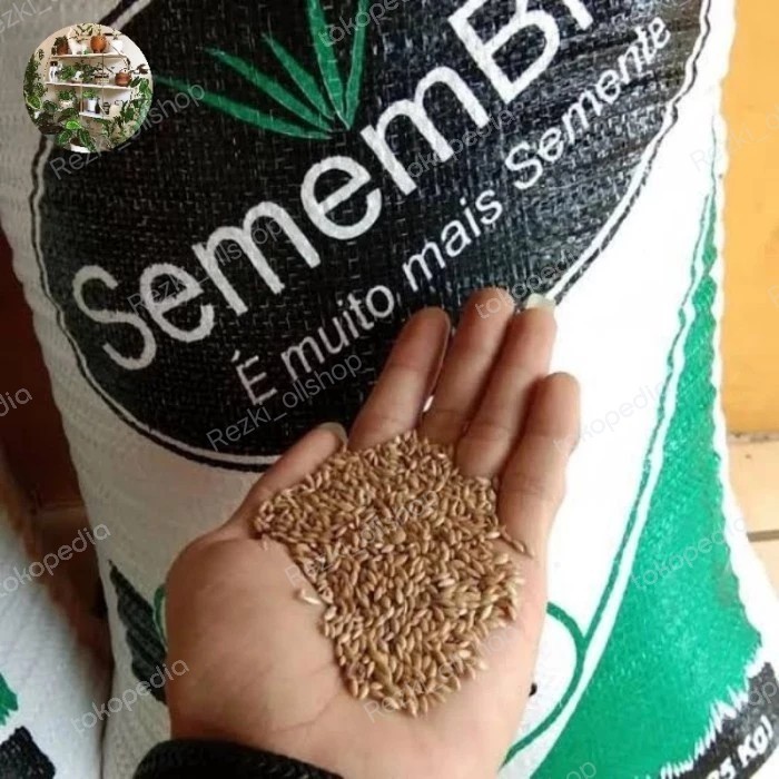 Jual Biji benih rumput signal ukuran 25kg (Brachiaria decumbens) 1 ...