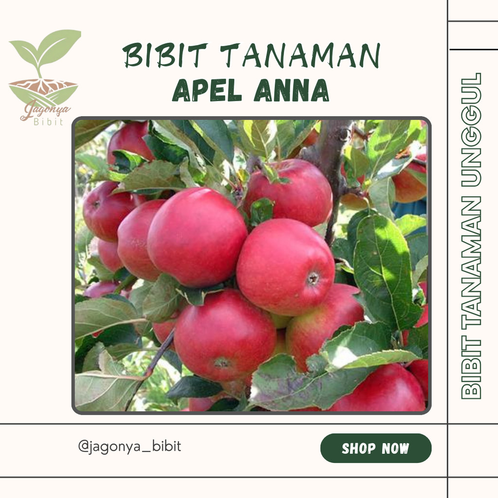 Jual Bibit Buah Apel Anna Kualitas unggul | Shopee Indonesia