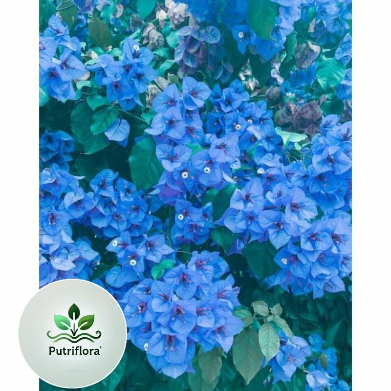 Jual Promo Bisa Cod Tanaman Hias Bugenvil Varian Warna Bugenvil