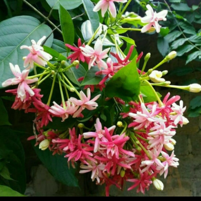 Jual Bibit Tanaman Bunga Melati Belanda Asli | Shopee Indonesia
