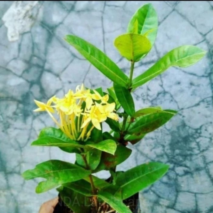 Jual PROMO! Tanaman Hias Asoka Mini Tanaman Soka Bunga Hias Asoka ...