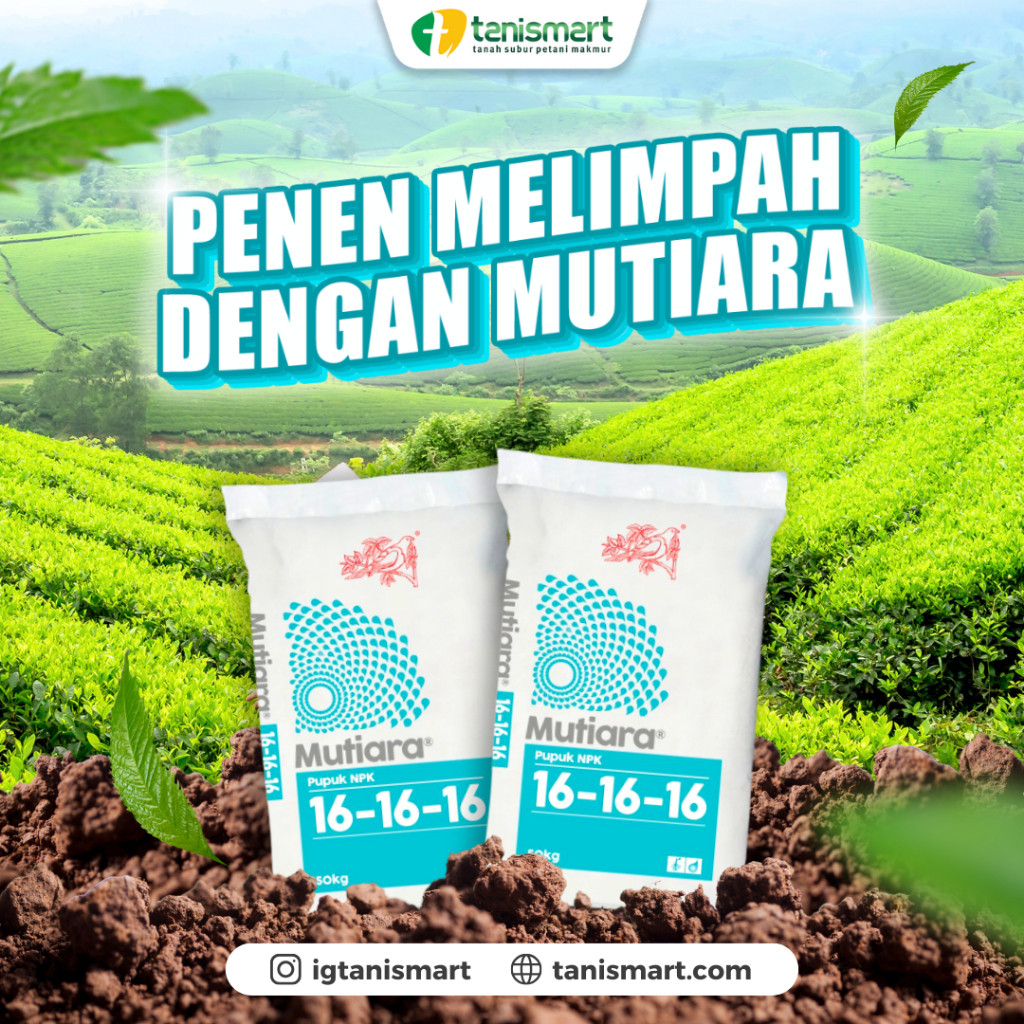 Jual PUPUK NPK MUTIARA 16 16 16 MEROKE ASLI KEMASAN PABRIK | KEMASAN 1 ...