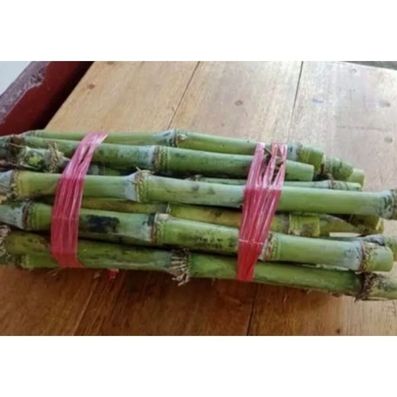 Jual Gelaskosong11 Bibit Terubuk Terubus Tebu Sayur isi 10 Batang Tebu ...