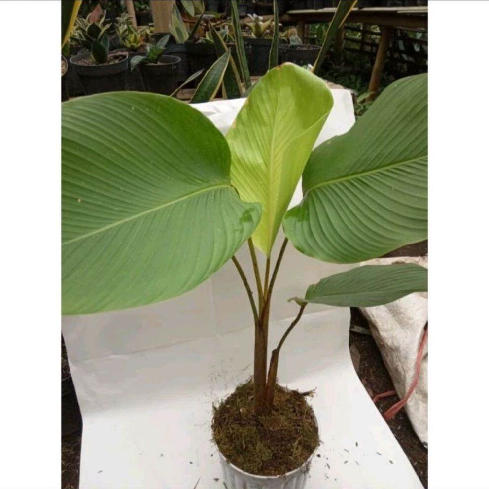 Jual tanaman hias pisang pisangan kalatea/bibit pohon kalatea luthea ...