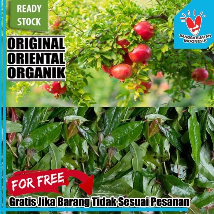 Jual Daun Delima Merah Segar 50 Gram Fresh Real Pick Organik Oriental ...
