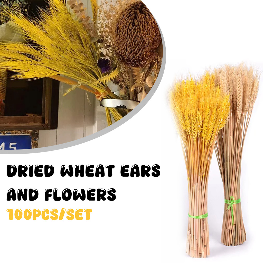Jual [100PCS] Bunga Kering Gold/Wood Dried wheat flower bouquet Bunga ...