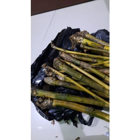 Jual Stek Bambu Kuning Per 1 Batang panjang 30cm | Shopee Indonesia
