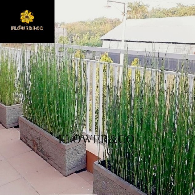 Jual Promo Tanaman Hias Bambu Air Segar / Bambu Hoki Beli 5 Gratis 1 ...