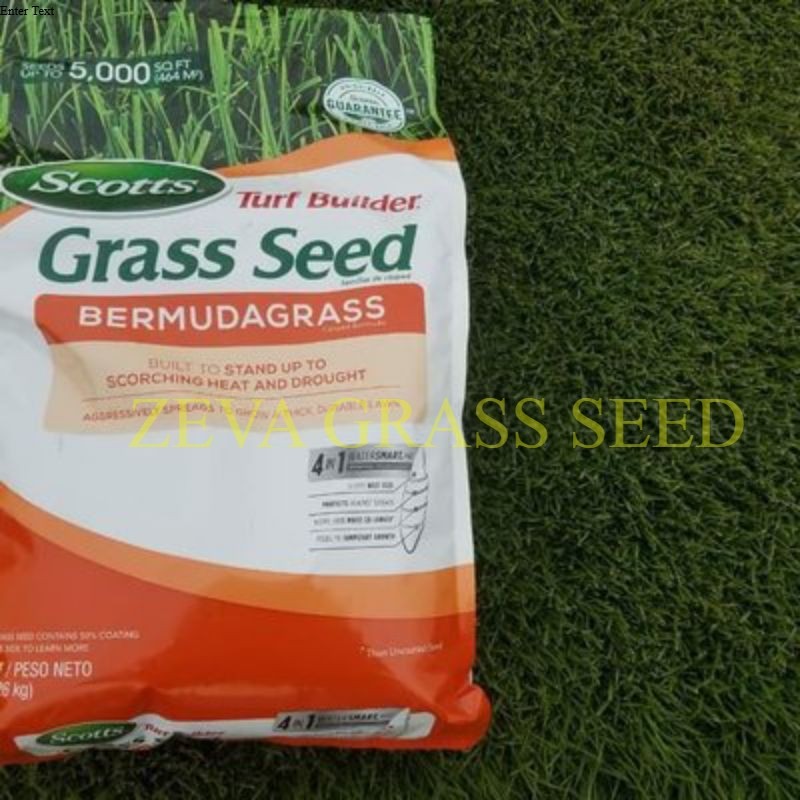 Jual Benih Biji Rumput Jepang 500 Gram - Bibit Benih Rumput Bermuda ...