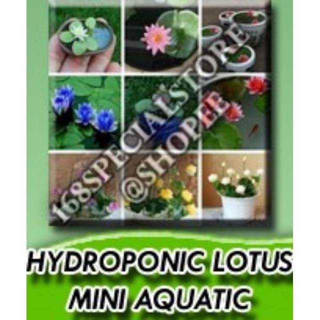 Jual Biji Lotus Mini Hydroponic Aquatic Plants Bowl Lotus Water Lillies ...