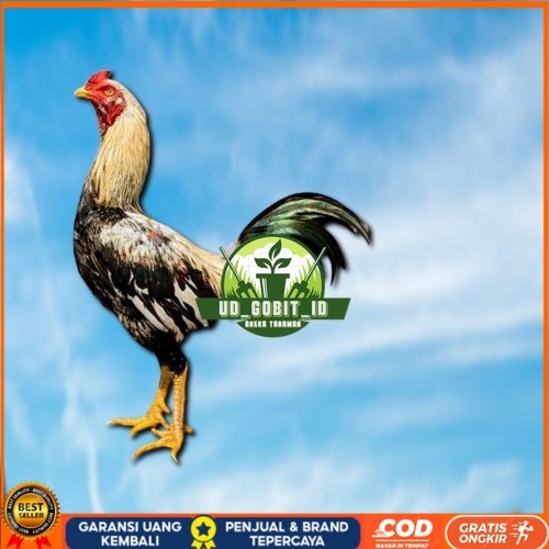 Jual ayam pama IQ telur fertill 100% terlaris UD_GOBIT_ID | Shopee ...