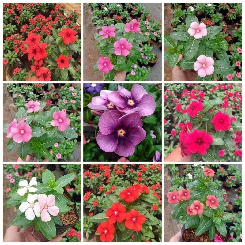 Jual Bunga VINCA IMPORT BERBUNGA - Tanaman Hias Bunga Gantung Vinca ...