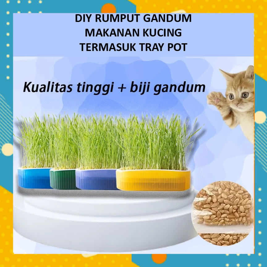 Jual Rumput Kucing Paket Tumbuh POT HIDROPONIK Benih Gandum Tray Box ...