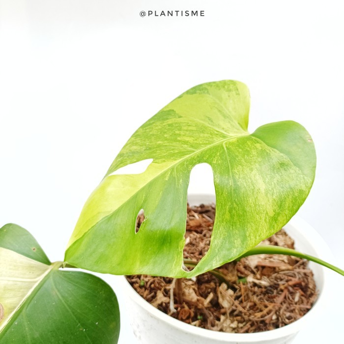 Jual Tanaman Hias - Monstera Marmo Philodendron Marmorata | Shopee ...