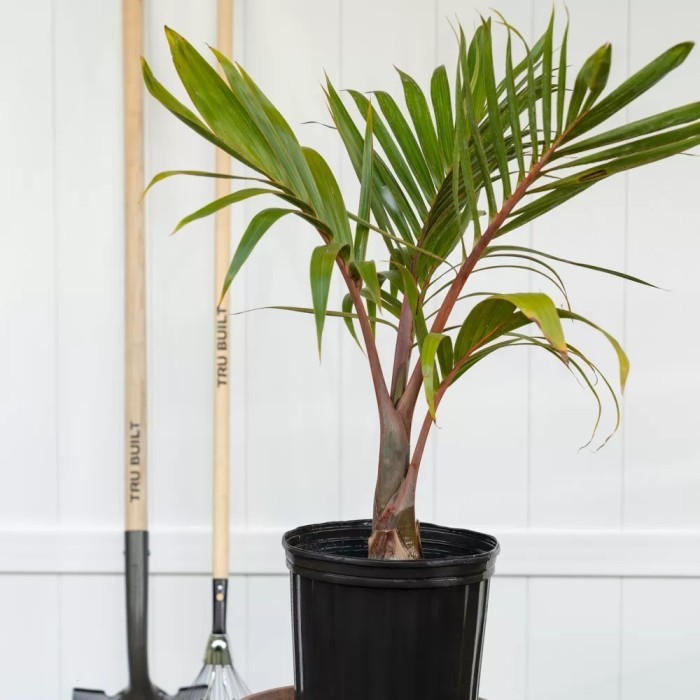 Jual Bottle Palm Hyophorbe Lagenicaulis | Tanaman Hias Palem Botol ...