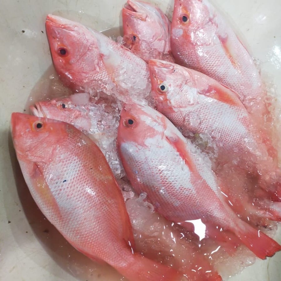 Jual Ikan Kakap Merah Segar Seafood Hasil Laut Segar 1 Kg | Shopee ...