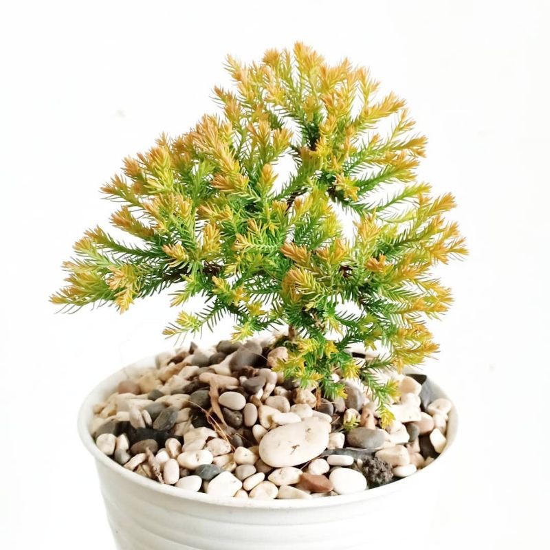 Jual Bunga CEMARA REN GOLD - Tanaman Hias Hidup Daun Cemara Ren Gold ...