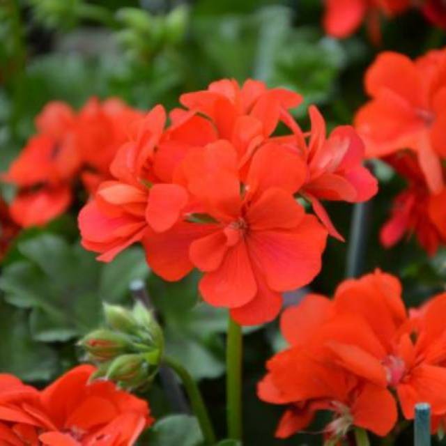 Jual Tanaman hias Geranium Merah - karniem | Shopee Indonesia