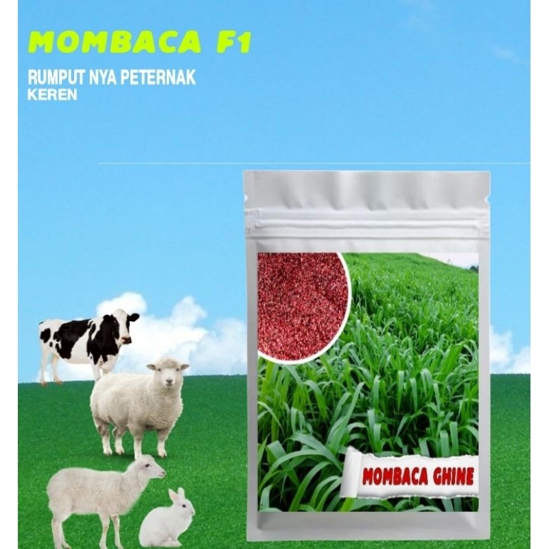 Jual Benih rumput mombaca f1 super original (isi 4000 benih) | Shopee ...