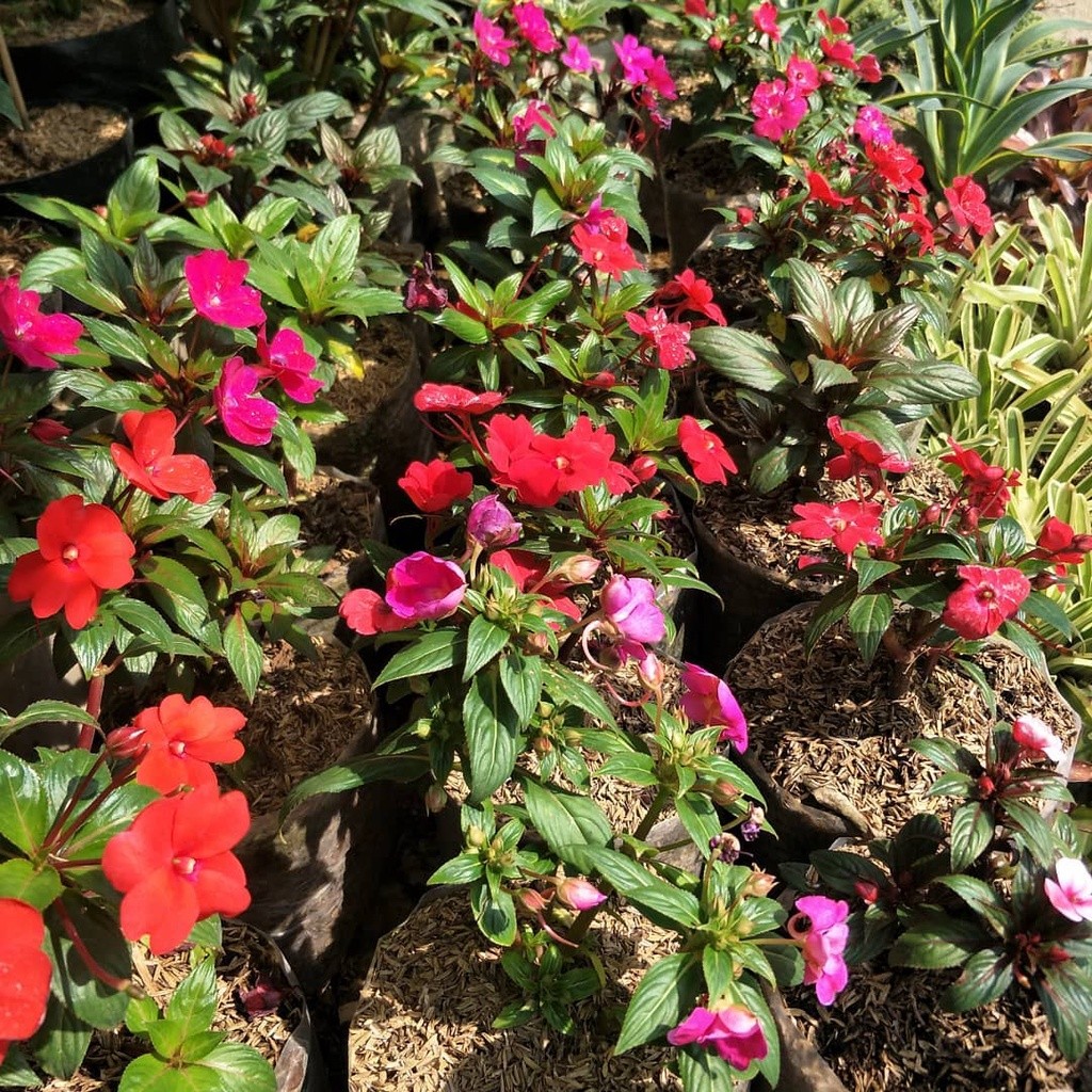 Jual Tanaman Hidup Bunga Hias PACAR AIR Sudah Berbunga - Bibit Bunga ...