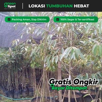Jual Bibit Durian Kaki 3 Kaki Tunggal Tinggi 1,5 Meter Jenis Musangking - Kane/kani - Duri Hitam ...