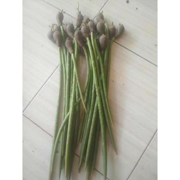 Jual BIBIT POHON BAKAU / POHON MANGROVE GRATIS SABUN MULTI BEAUTY zam ...